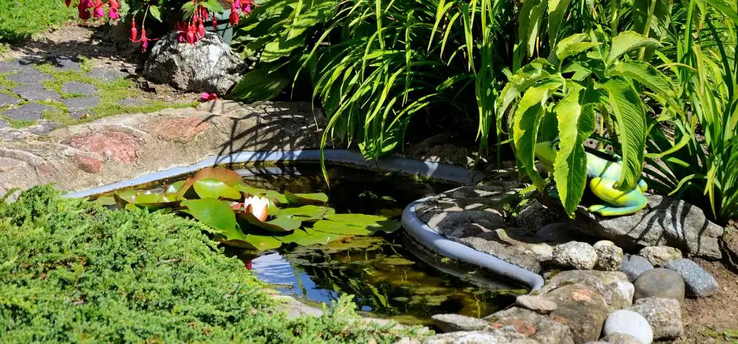 Jak dbać o oczko wodne? 5 praktycznych porad - Nawadnianie roślin - Rolmarket