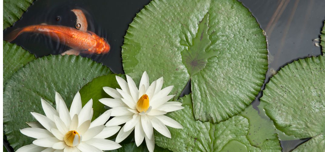 Jak zrobić oczko wodne? Poznaj nasze pomysły i porady - Porady ogrodnicze - Rolmarket ...