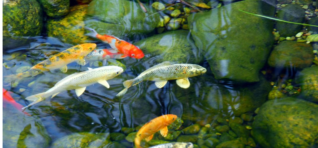 Jak dbać o oczko wodne? 5 praktycznych porad - Nawadnianie roślin - Rolmarket