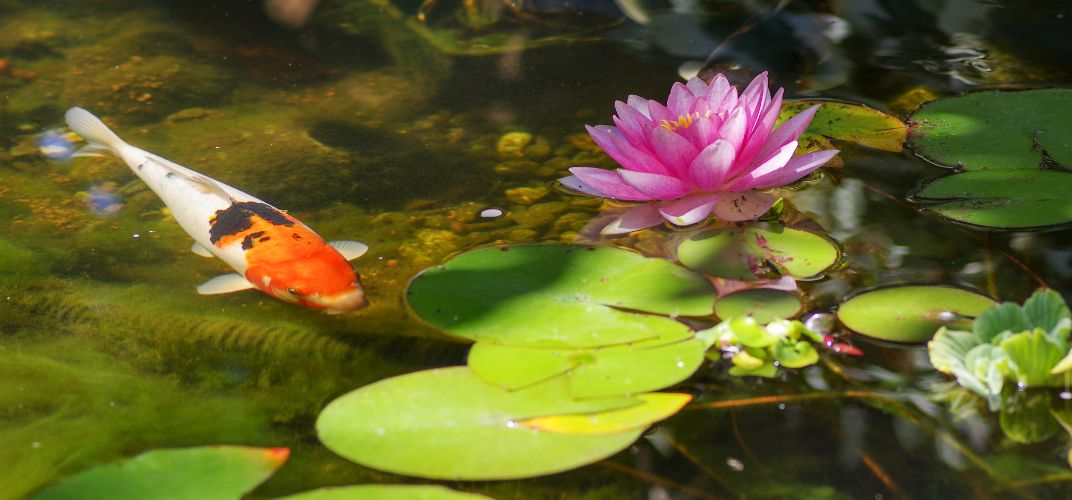 Jak dbać o oczko wodne? 5 praktycznych porad - Nawadnianie roślin - Rolmarket