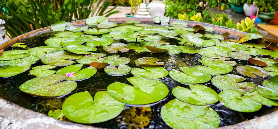 Jak dbać o oczko wodne? 5 praktycznych porad - Nawadnianie roślin - Rolmarket