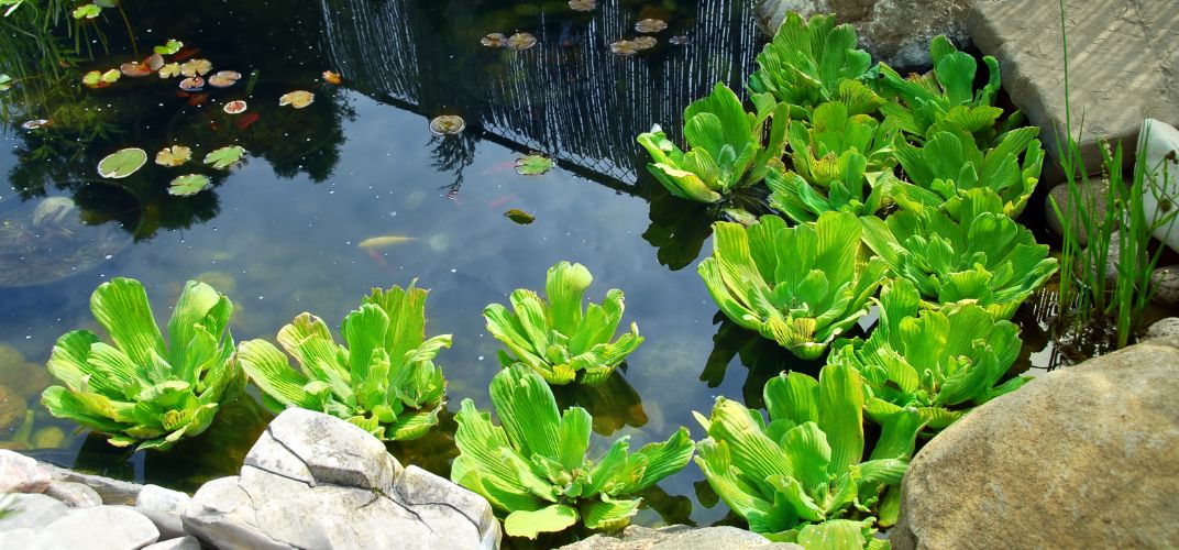 Jak zrobić oczko wodne? Poznaj nasze pomysły i porady - Porady ogrodnicze - Rolmarket ...